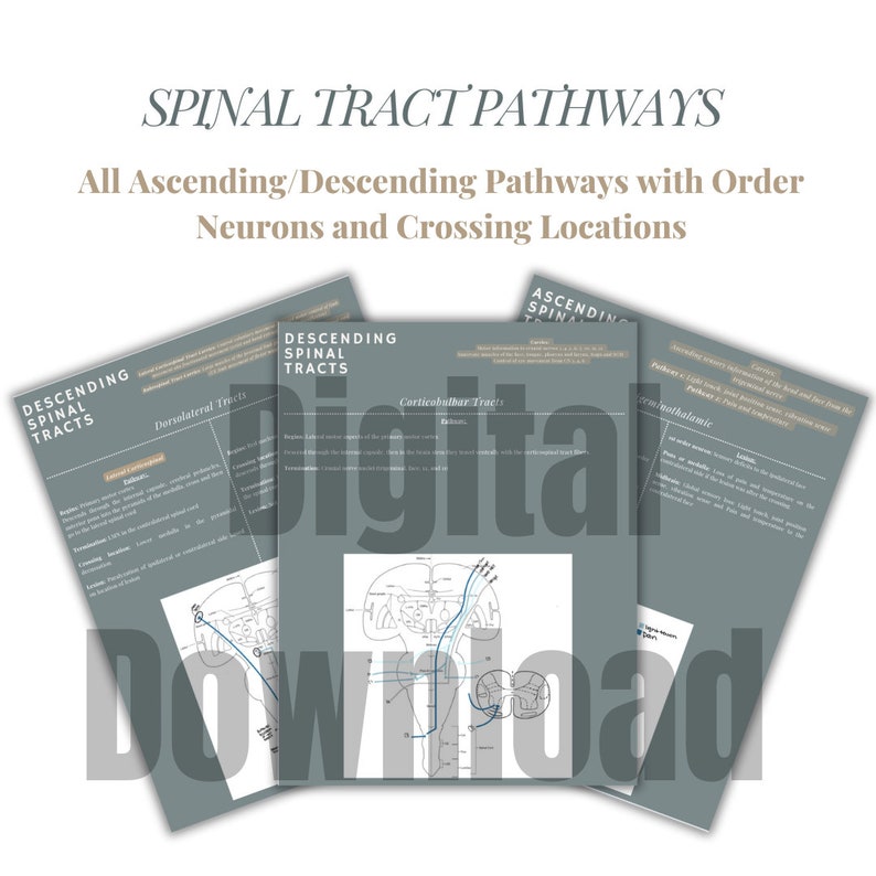 Spinal Tract Pathways PT School Ascending/descending Tracts Order ...