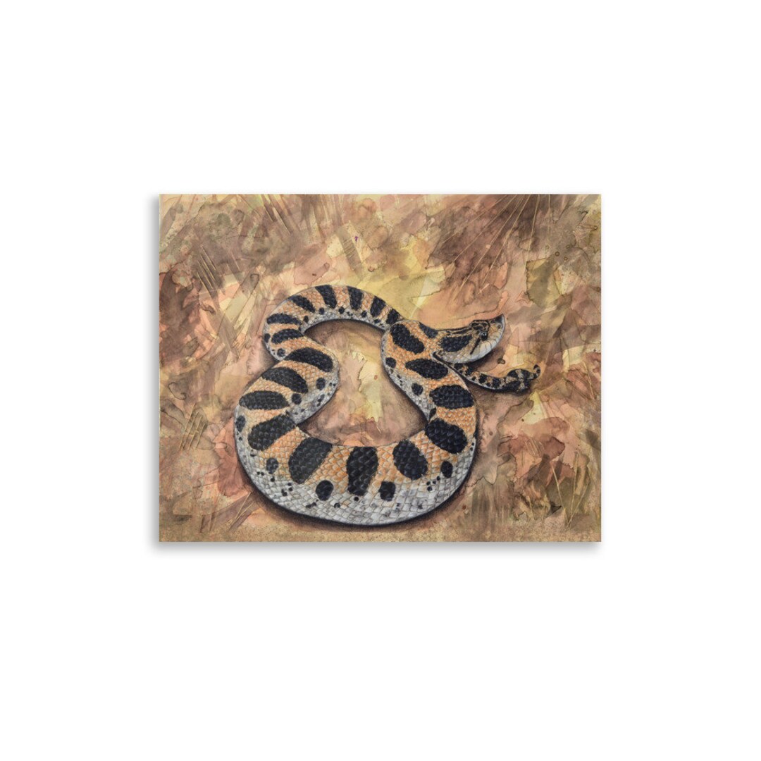 Hognose Snake Art Print, High Quality Poster for Home or Office Decor ...