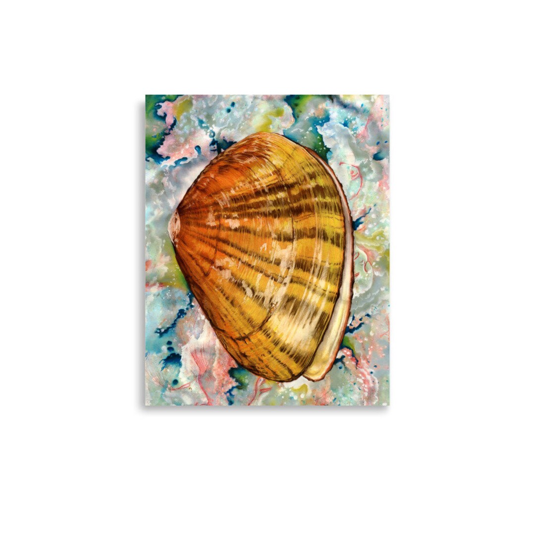 River Mussel Art Print, High Quality Wall Decor for Home or Office - Etsy