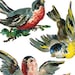 3 Sheets Self Adhesive Bird Stickers Each Sheet 3-3/4" by 7-7/8" STKC52 ...