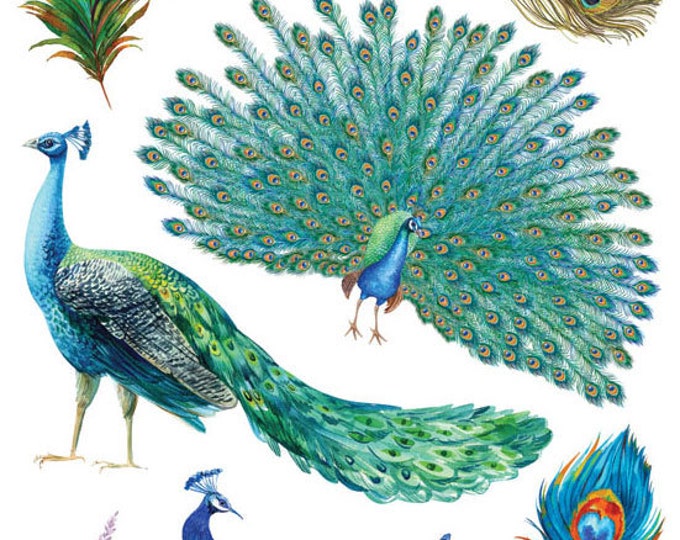 3 Sheets Self Adhesive Peacocks and Feathers Colorful Scrapbooking ...