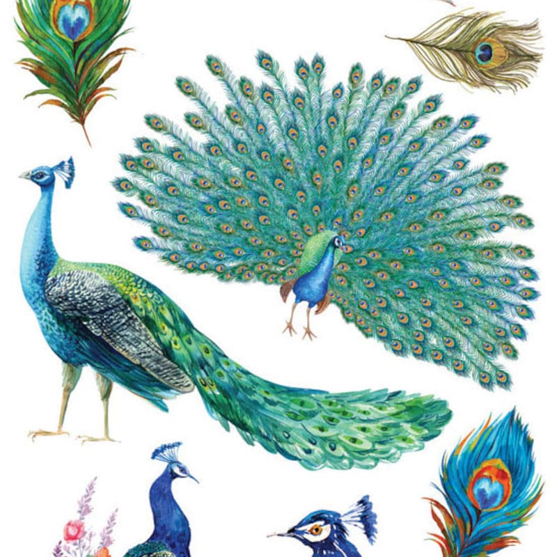 Peacock Stickers - Etsy