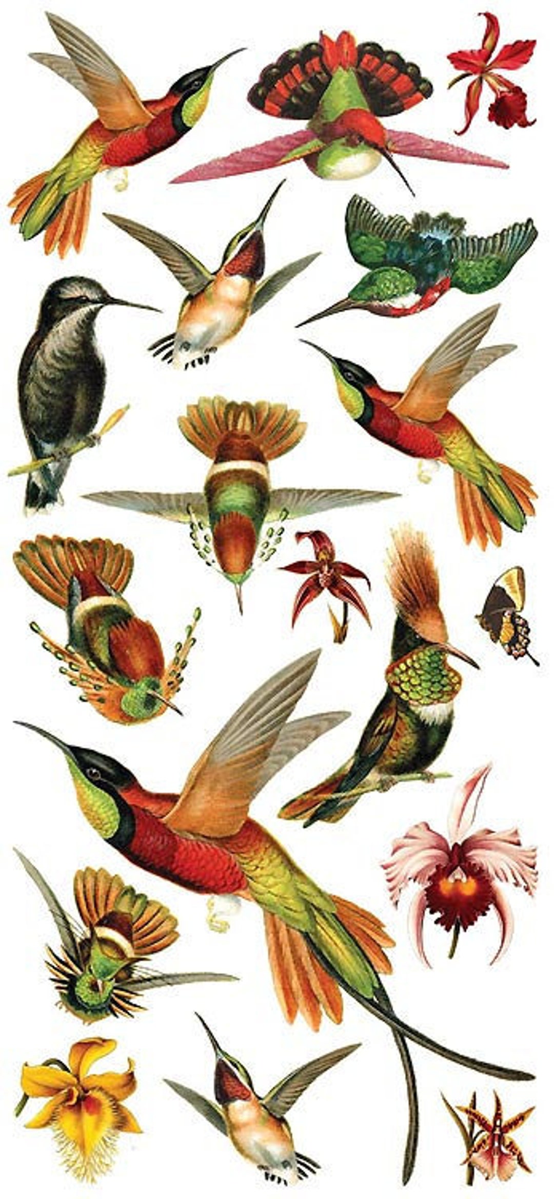 3 Sheets Self Adhesive Hummingbird Stickers Colorful Scrapbooking ...