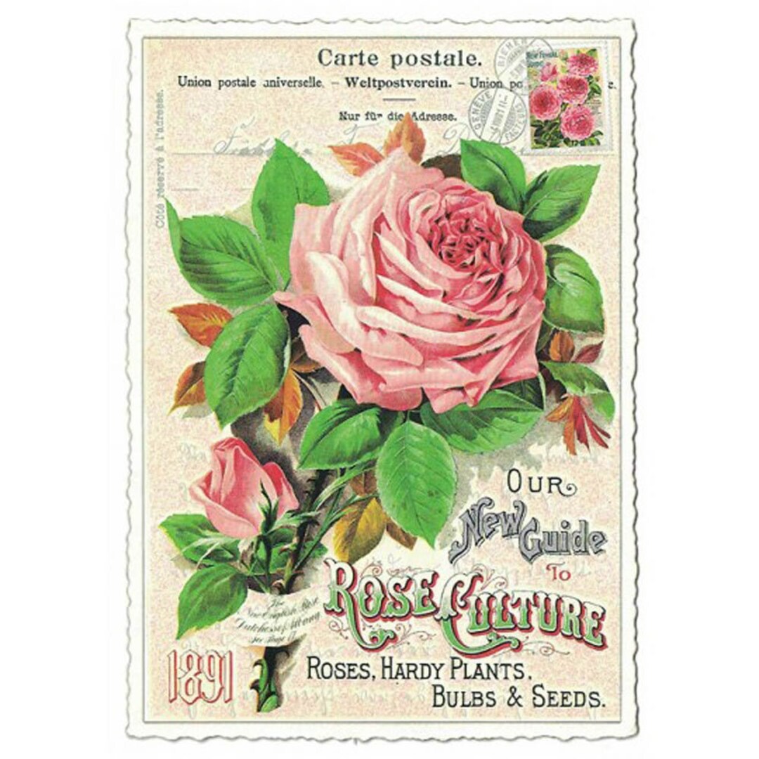5 Germany Postcards Pink Rose Flowers Five Matching German Cards PK901 ...