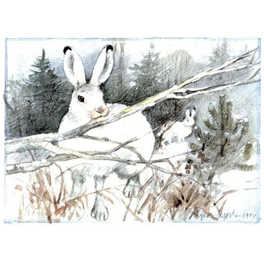 5 Sweden Swedish Postcards Snowy Rabbit Bunny Five Matching Cards 16234 ...