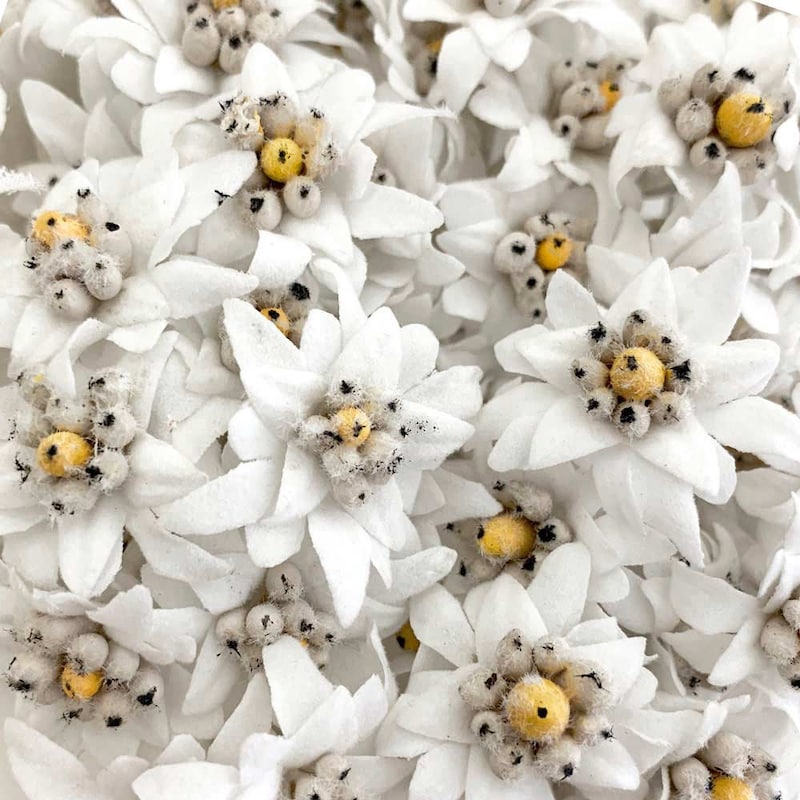 Edelweiss Fabric - Etsy