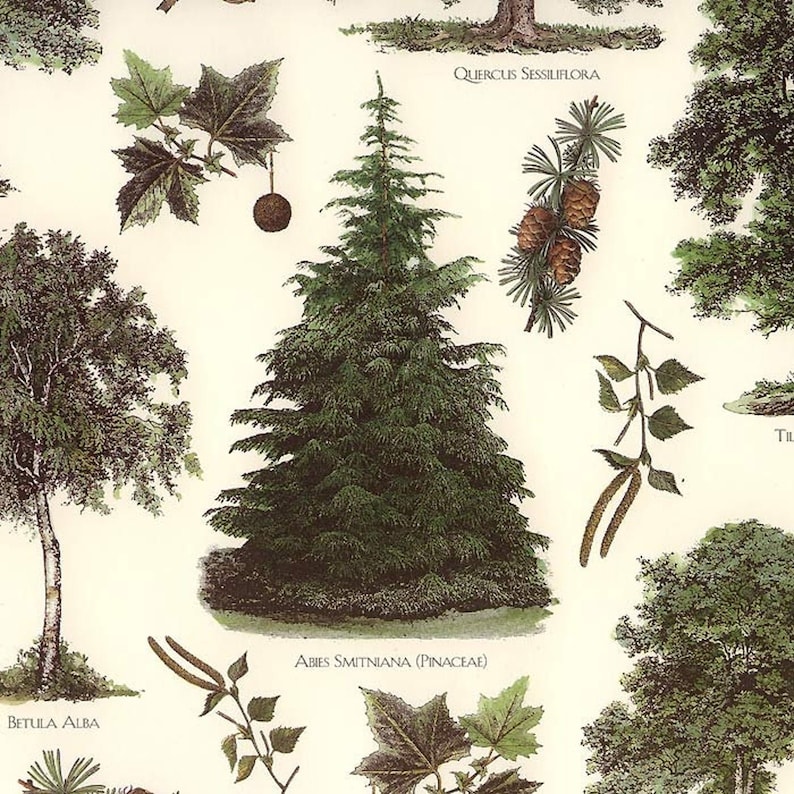 2 Sheets Italy Tassotti Paper Trees Italian Paper IPT529 X2 - Etsy