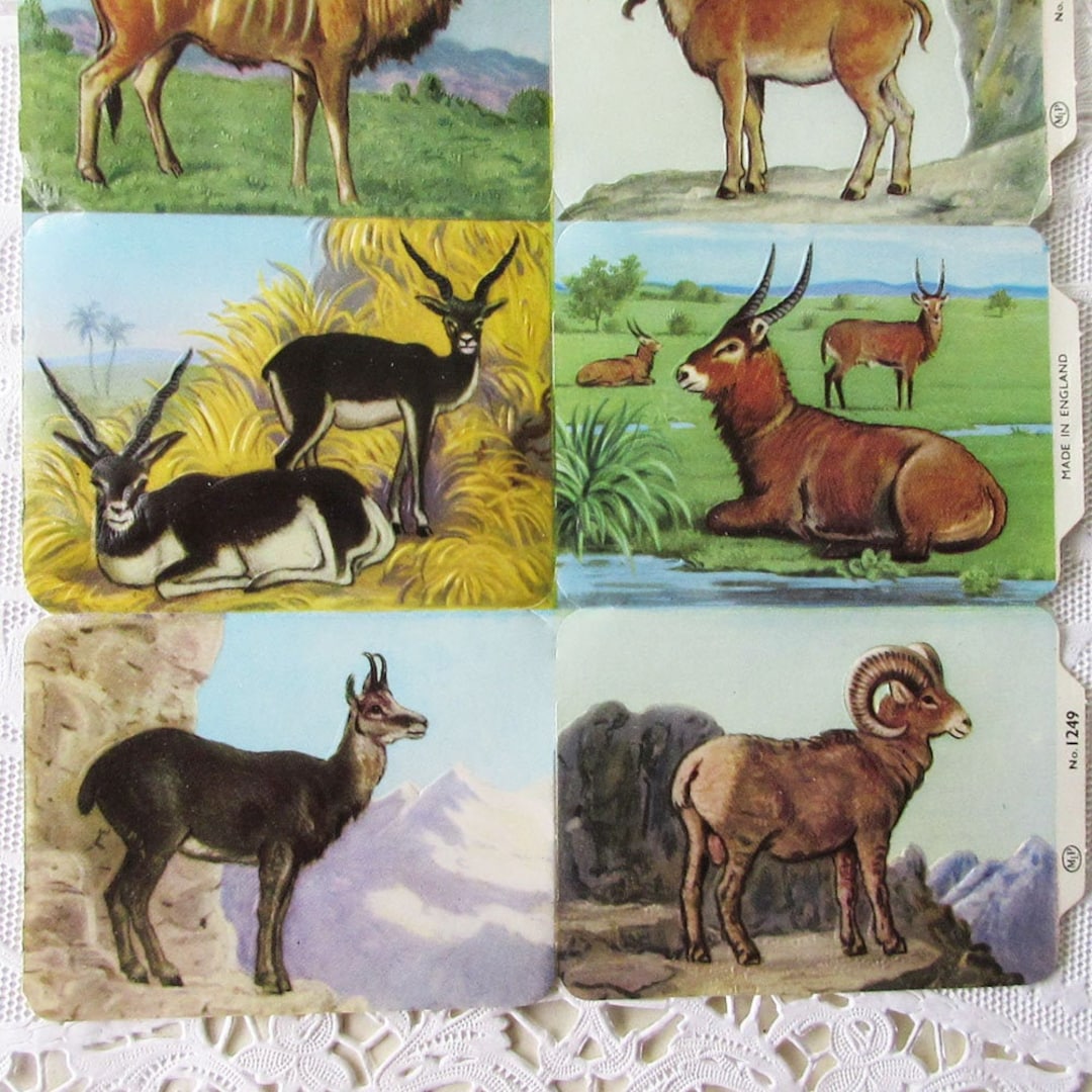 5 Sheets England Vintage Wild Animals Scrap Animal Paper Scraps MLP Out ...