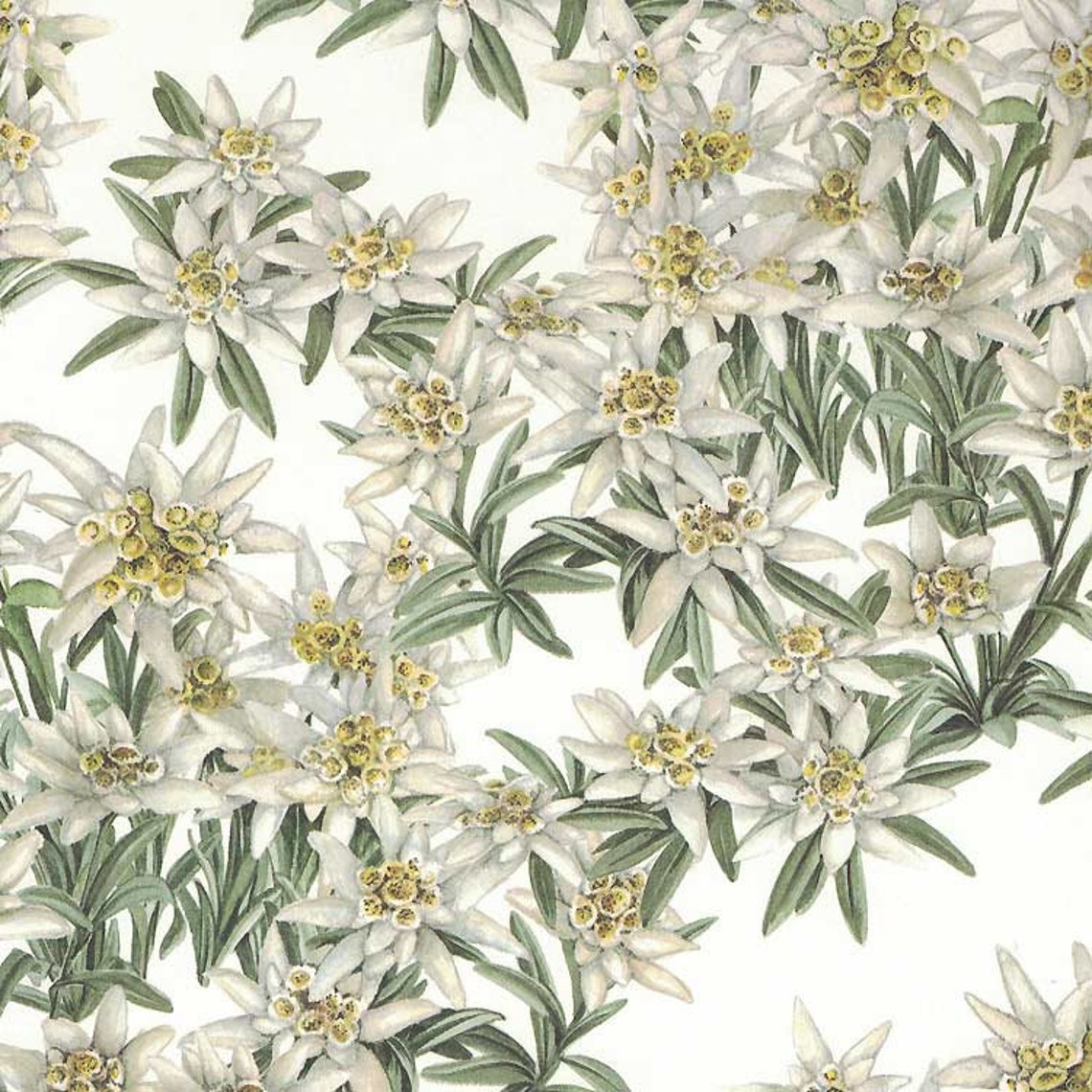 2 Sheets Edelweiss Floral Print Italian Paper Tassotti Italy - Etsy
