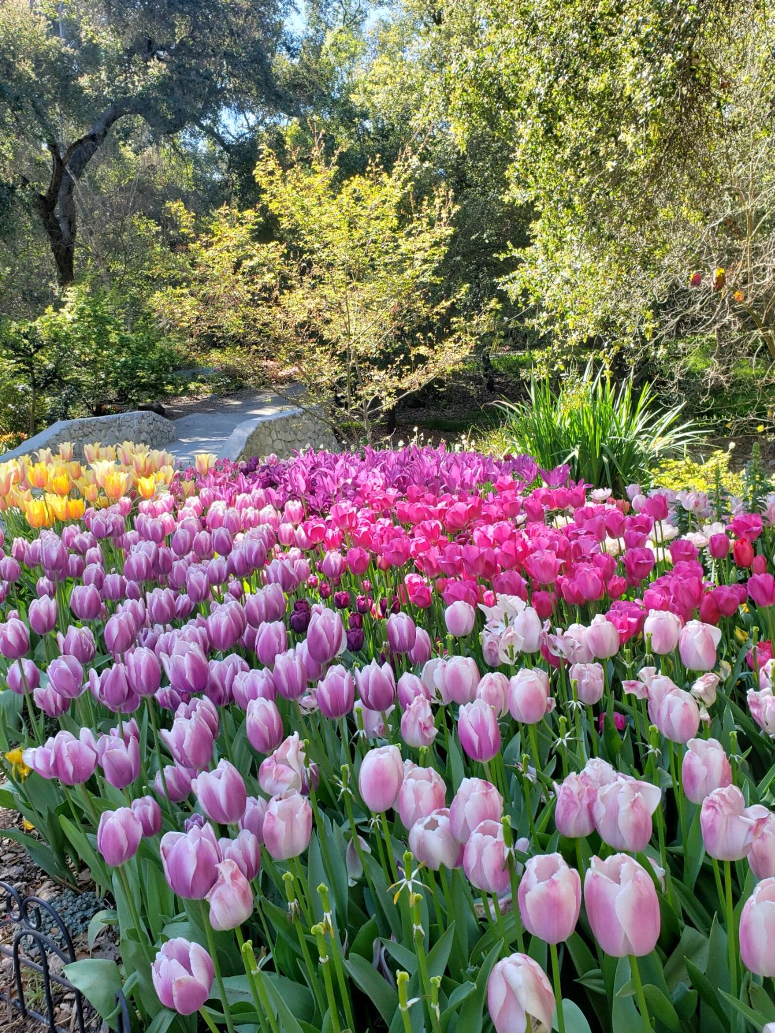 The Hidden Path - Tulips Natural Unfiltered Photography - Etsy