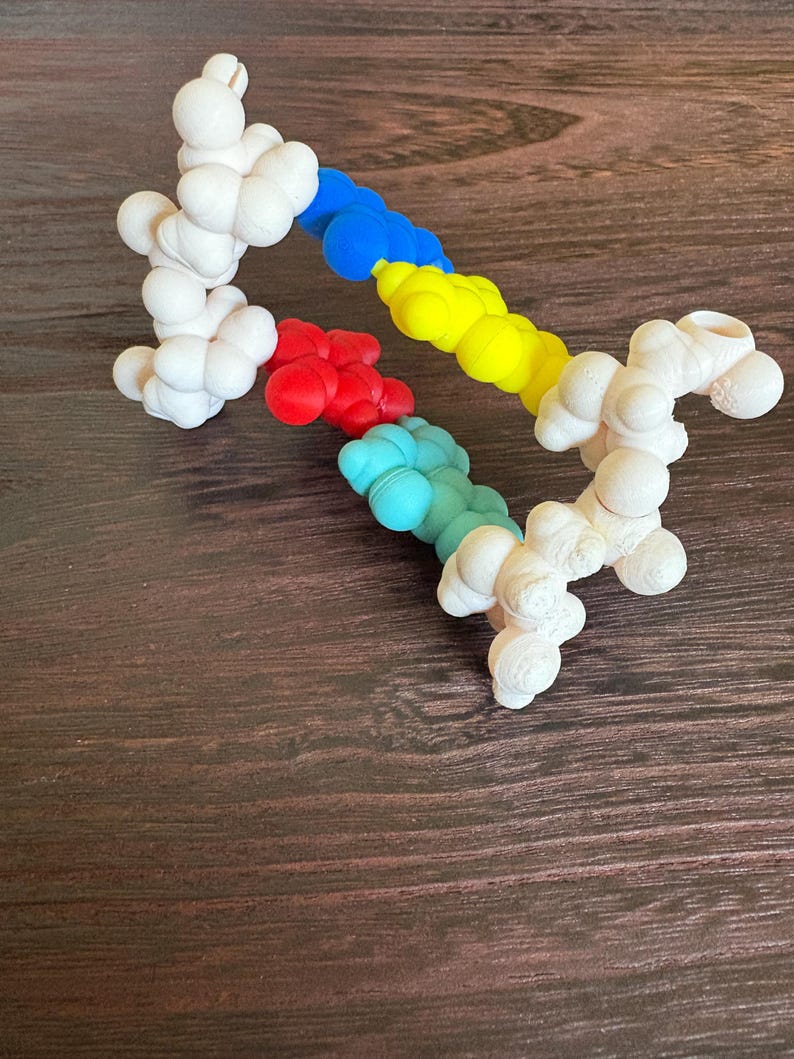 3D DNA RNA Model Kit: STEM Genetics Learning, Biology Classroom Tool - Etsy