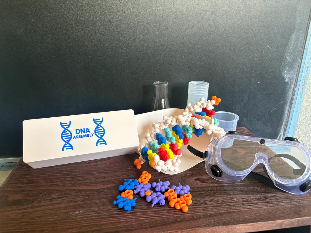 3D DNA RNA Model Kit: STEM Genetics Learning, Biology Classroom Tool - Etsy