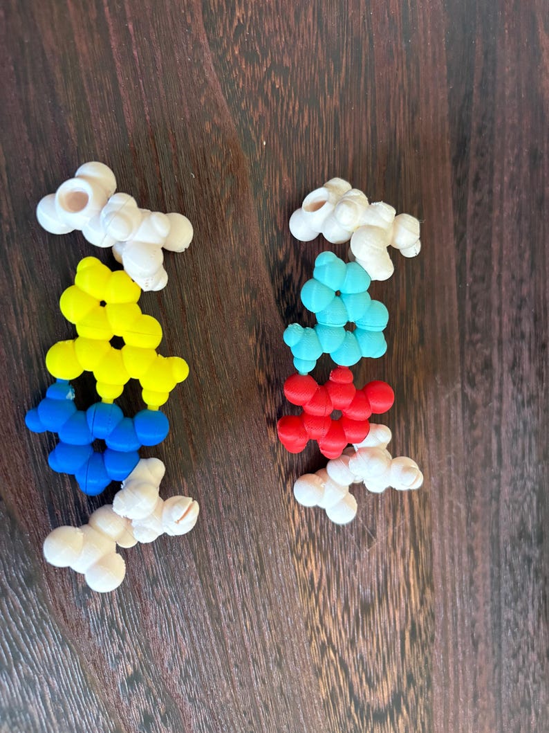 3D DNA RNA Model Kit: STEM Genetics Learning, Biology Classroom Tool - Etsy