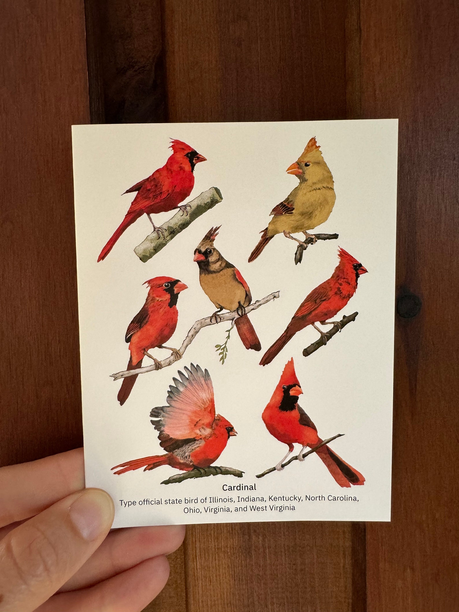 Cardinals Greeting Card - Etsy