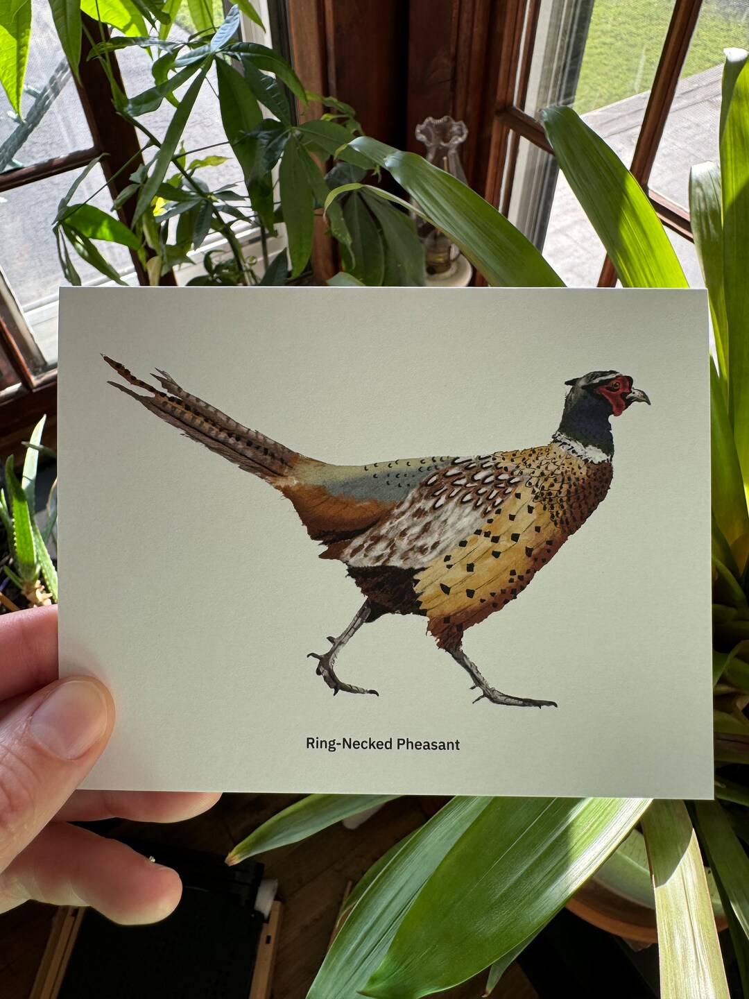 Pheasant Greeting Card - Etsy