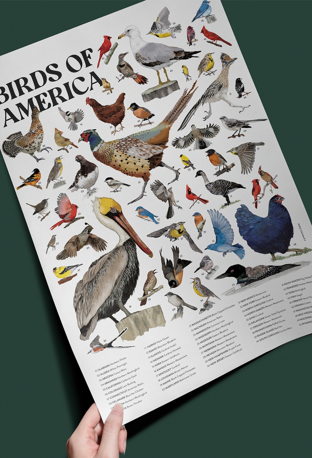Birds of America Poster - Etsy