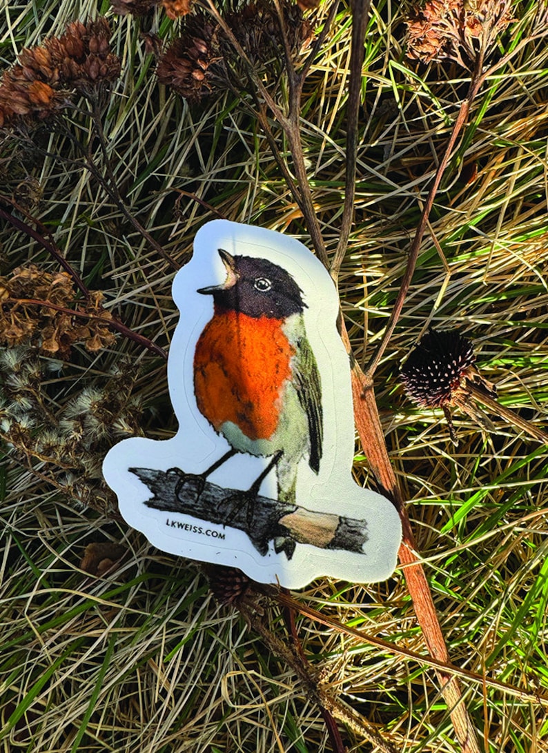 American Robin Sticker - Etsy