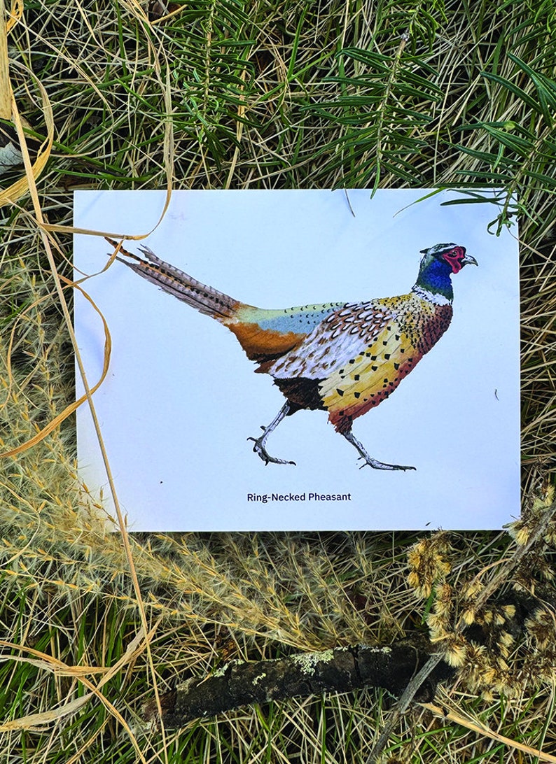 Pheasant Greeting Card - Etsy