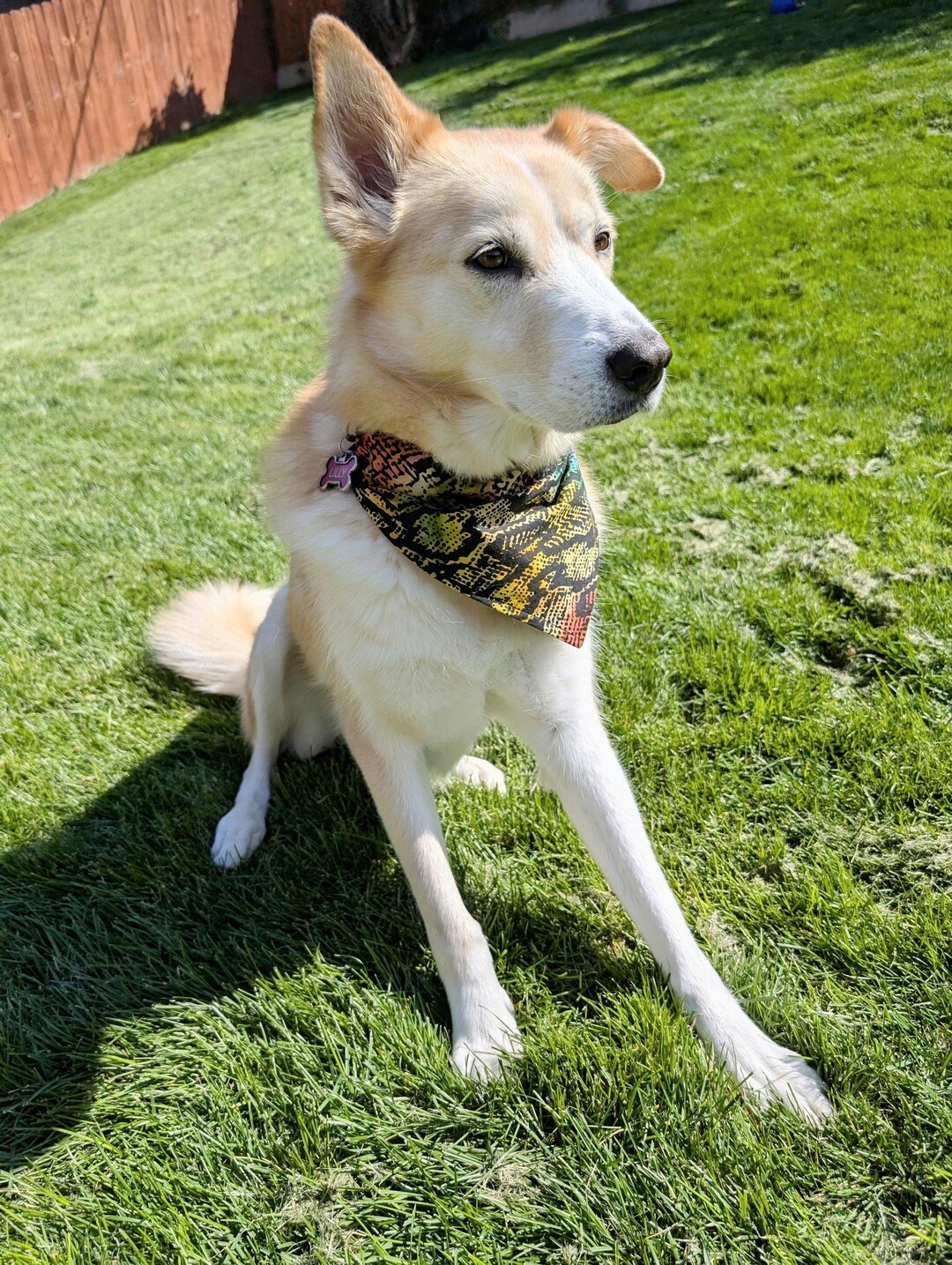 Rainbow Snake Skin Over the Collar Cat Dog Bandana - Etsy