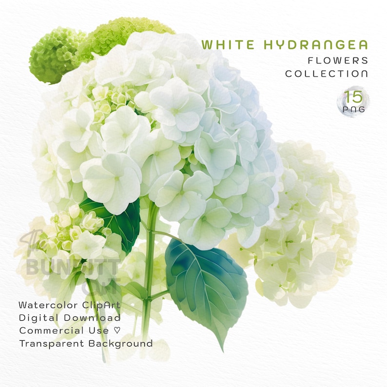 15 White Hydrangea Watercolor Clipart Collection PNG Transparent Background Wedding Invitations ...