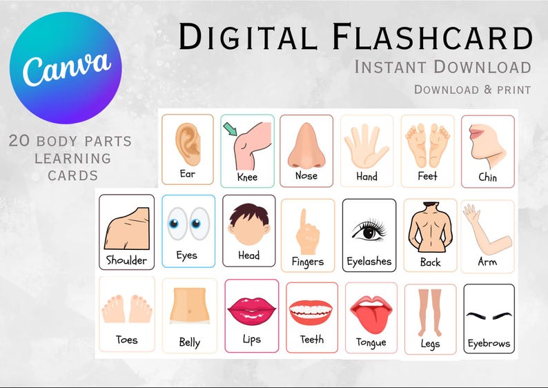 Learn Your Body Parts, Body Part Flashcards, Digital Body Part ...