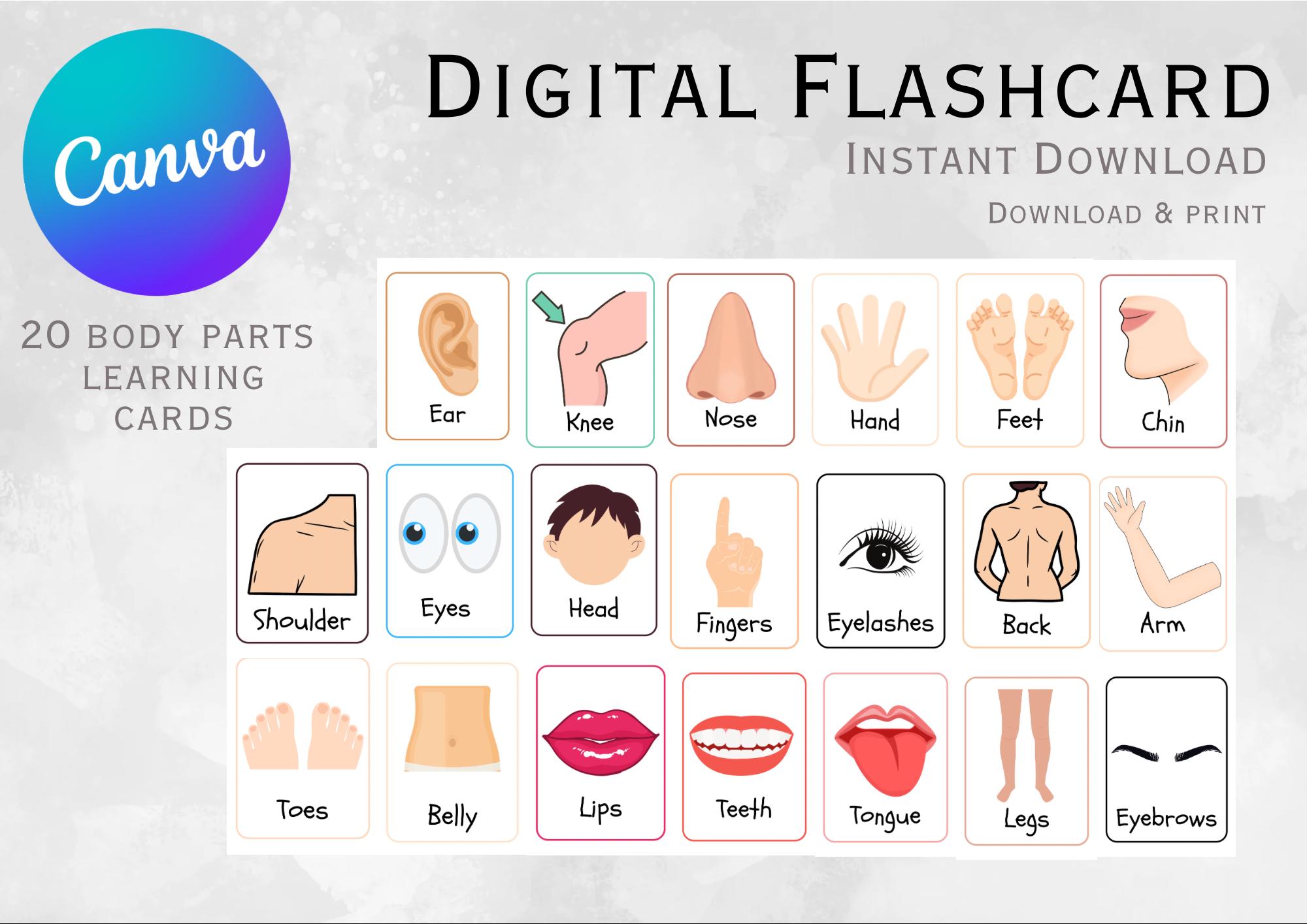 Learn Your Body Parts, Body Part Flashcards, Digital Body Part ...
