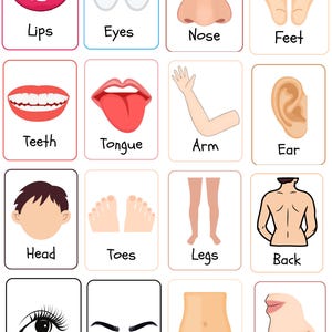 Learn Your Body Parts, Body Part Flashcards, Digital Body Part ...