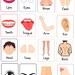 Learn Your Body Parts, Body Part Flashcards, Digital Body Part ...