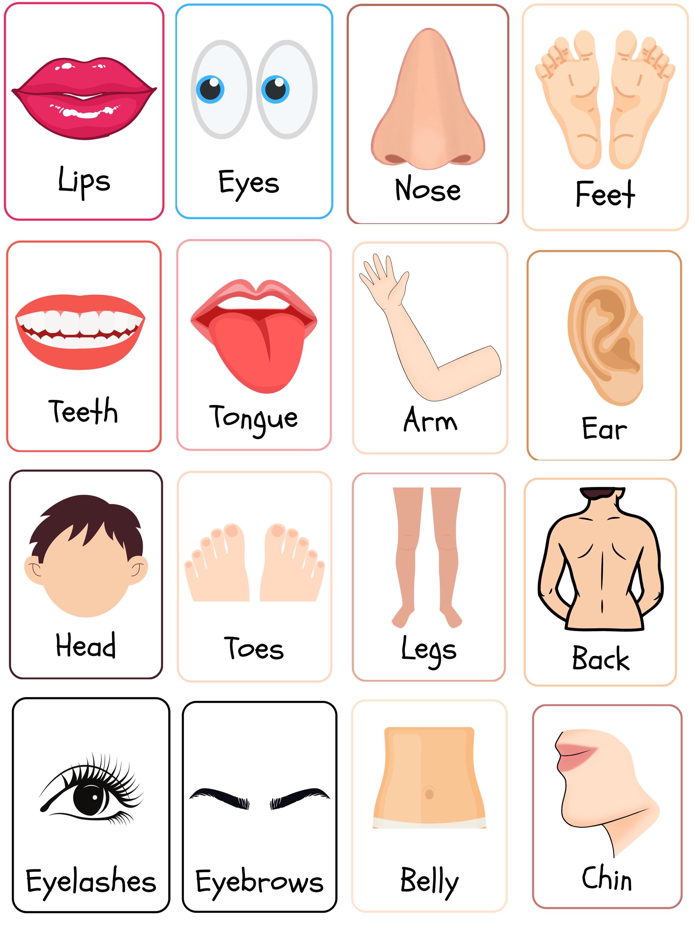Learn Your Body Parts, Body Part Flashcards, Digital Body Part ...