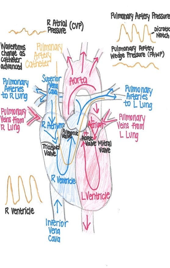 CCRN Study Guide - Etsy