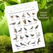 Wild Bird Scavenger Hunt, Printable Outdoor Walk Activities for ...