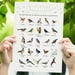 Wild Bird Scavenger Hunt, Printable Outdoor Walk Activities for ...