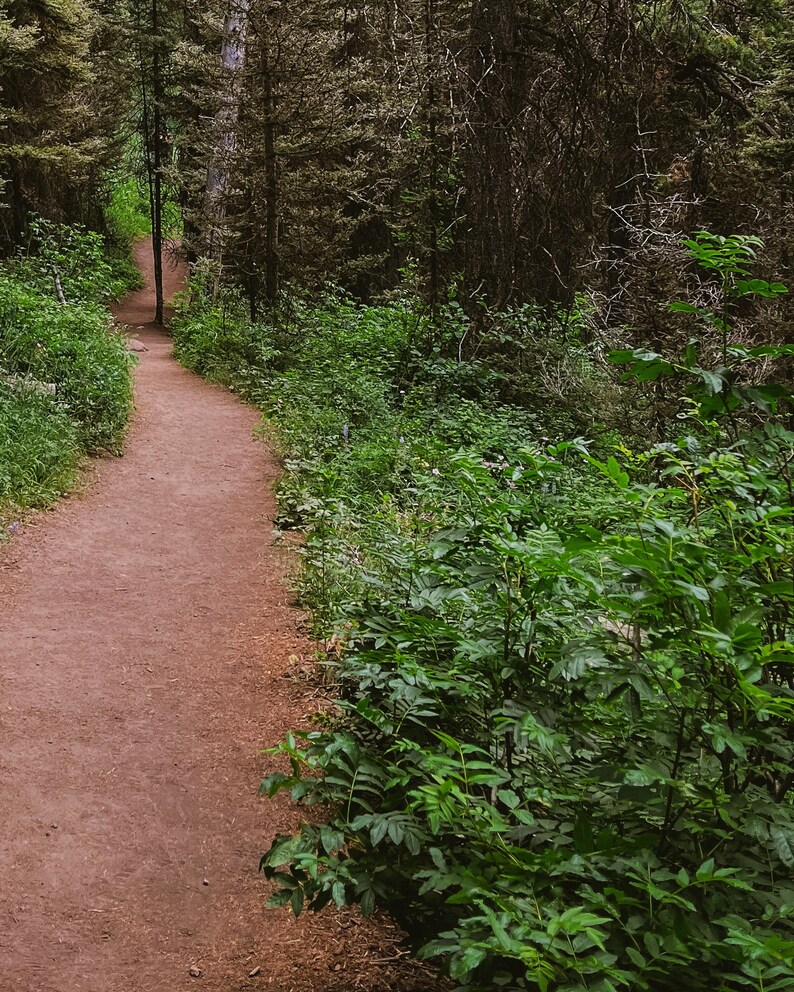 Forest Path Printable Wall Art, Nature Trail Photography, Rustic Cabin ...