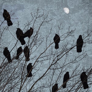Crows Meet Under the Moon With Rich Blue Lichen Sky - Coming Home ...