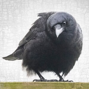 Crow photography | Etsy
