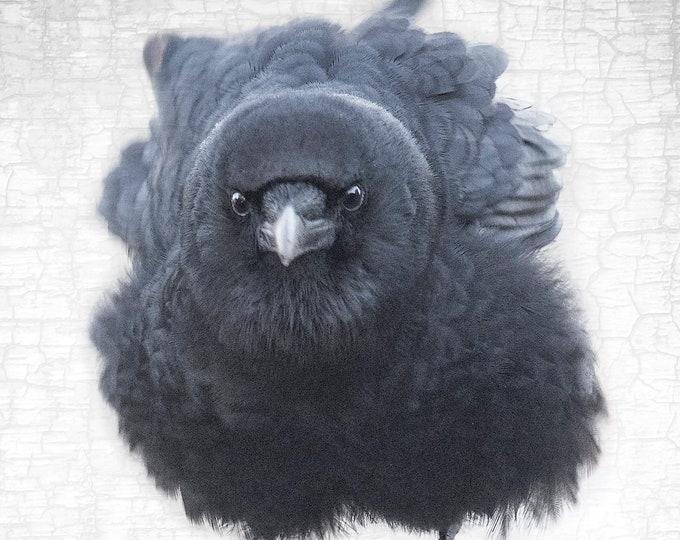 June Hunter Images by junehunter on Etsy