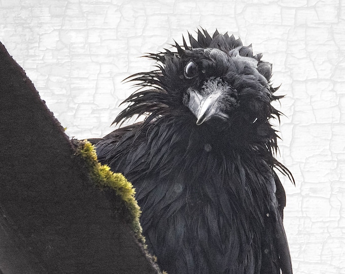 junehunter | Etsy Canada