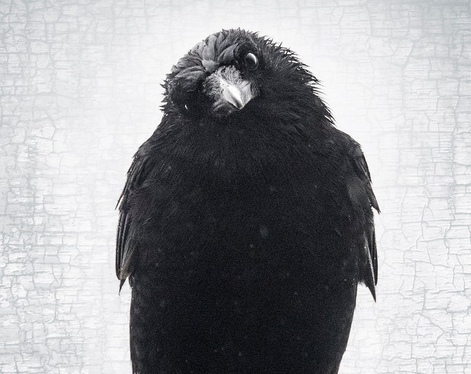 Black Crow Photo, Dramatic Bird Photography, Spectral Crow Art, Ghostly ...