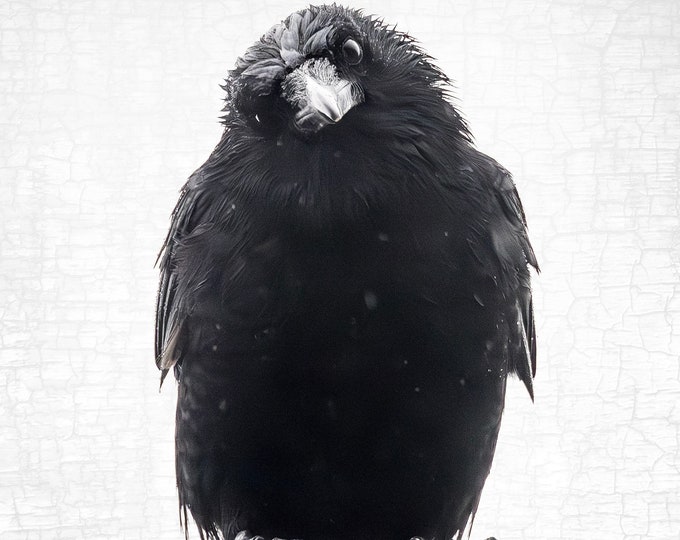 Philosopher Crow Fine Art Photograph – Signed Minimalist Bird Portrait ...