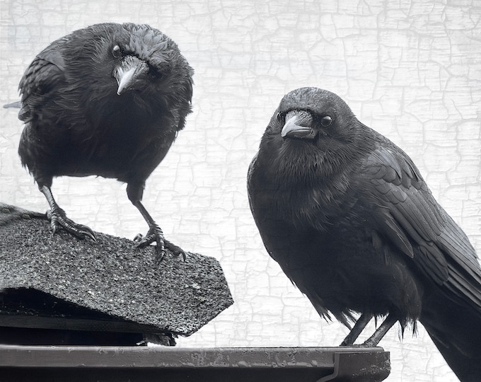 Judgmental Crows Fine Art Photograph, Signed Bird Print - Etsy