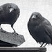 Judgmental Crows Fine Art Photograph, Signed Bird Print - Etsy