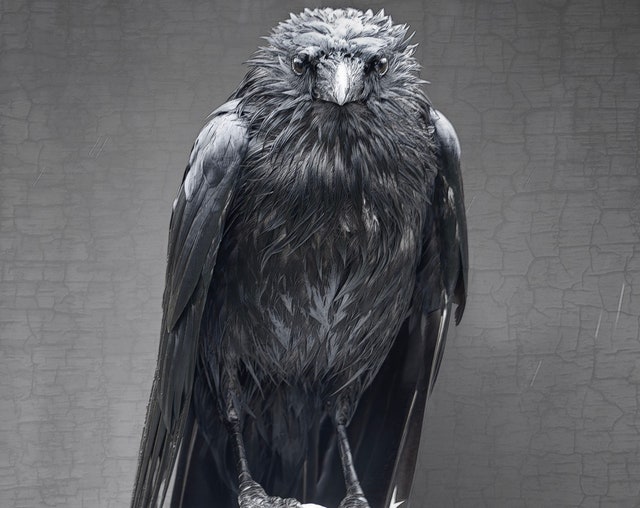 junehunter - Etsy Canada