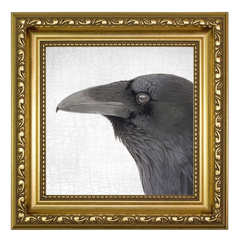 Raven Beauty - Signed Fine Art Photograph by June Hunter, Black and ...