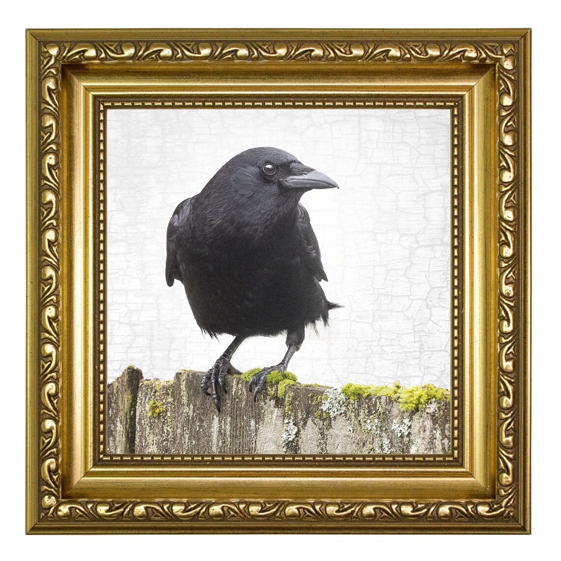 Crow on a Mossy Fence With Antique Cracked Stone Border - Etsy