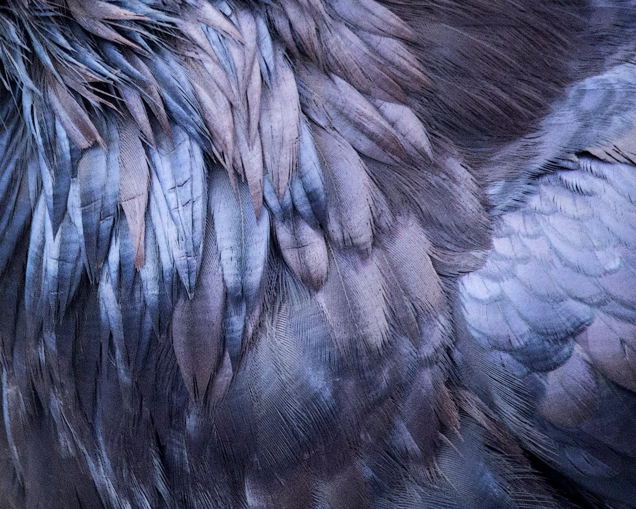 Bird Feathers Close Up