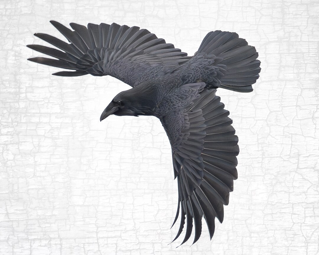 RAVEN WINGS - Signed Fine Art Photograph by June Hunter, Black and ...