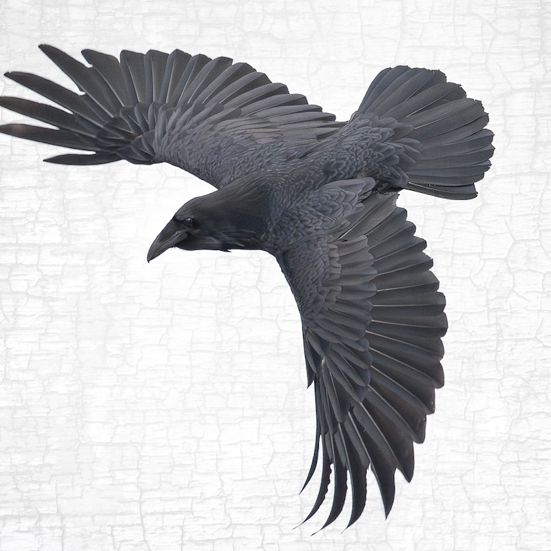 Raven Wings - Etsy