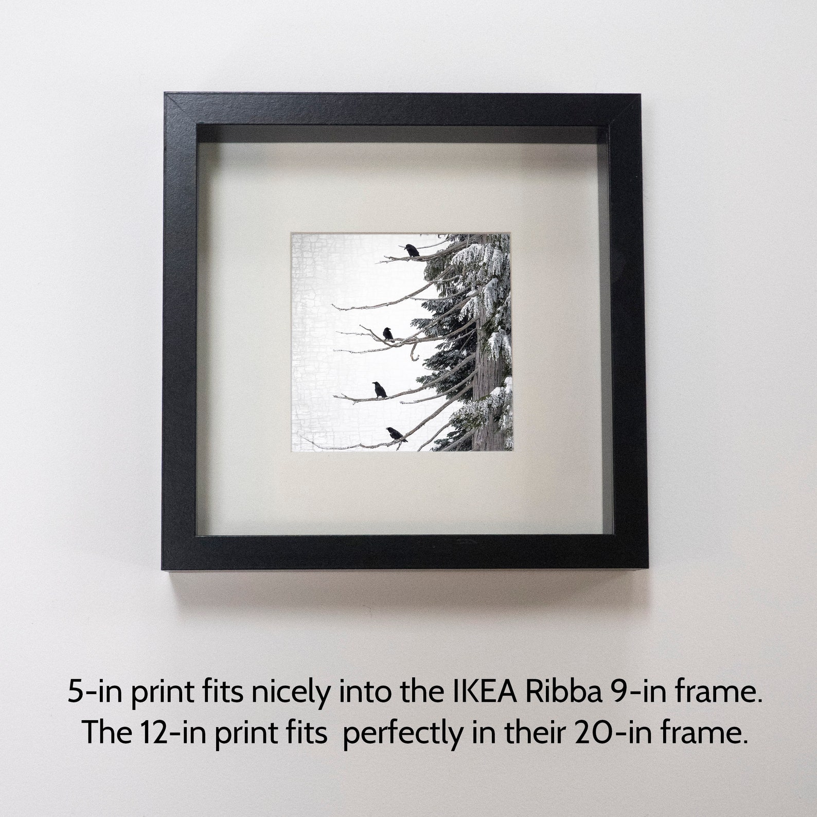 Four Ravens on Four Branches Signed Fine Art Photograph by - Etsy