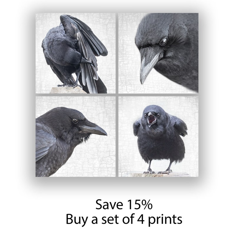Crow Profile With Hipster Beard Signed Fine Art Photograph - Etsy