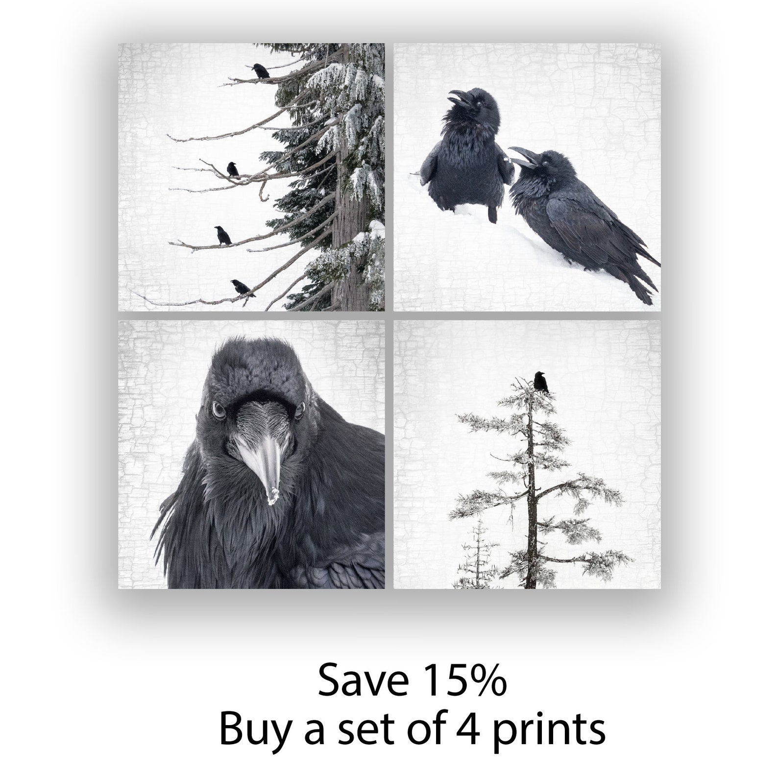Raven Couple Signed Fine Art Photograph by June Hunter - Etsy